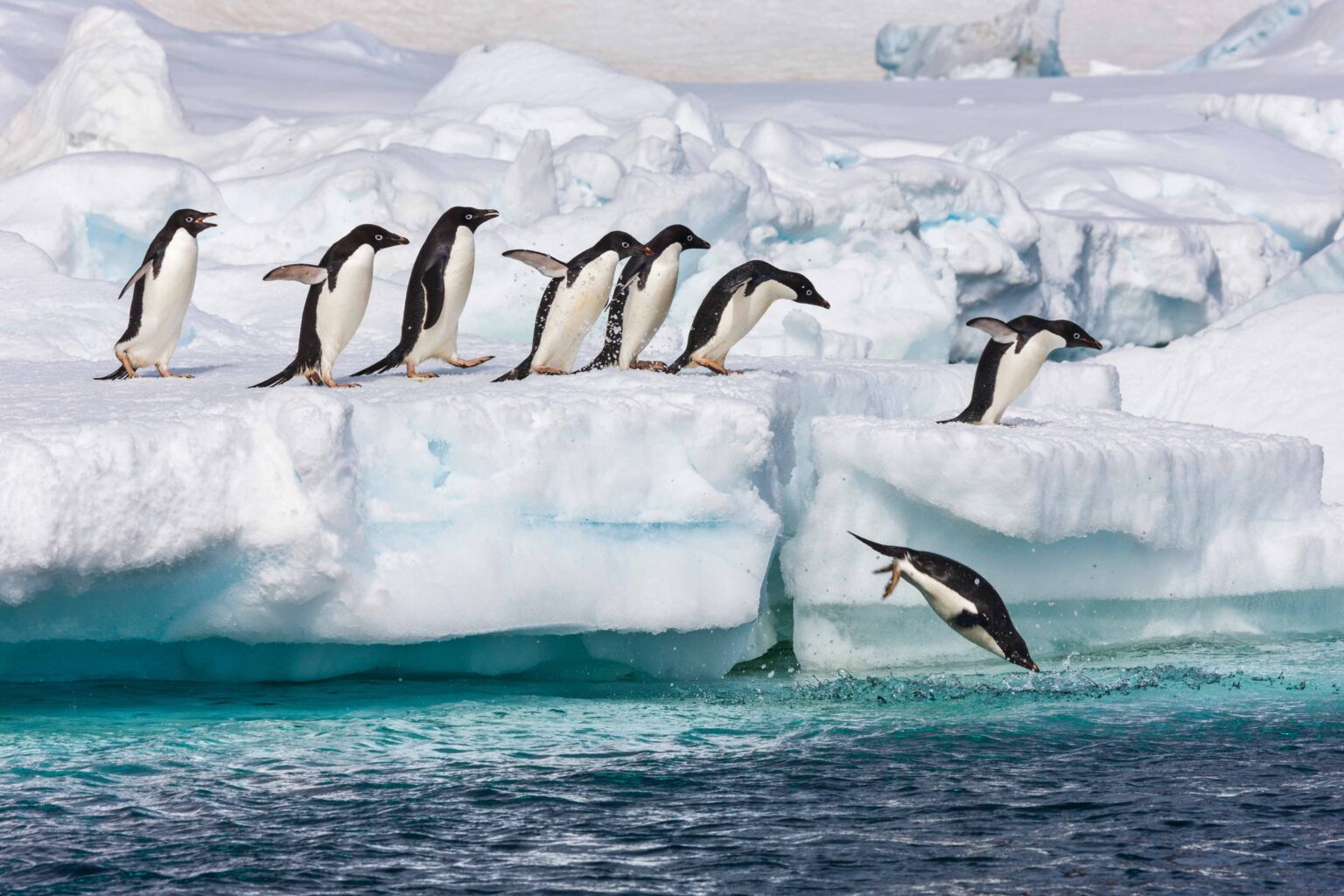 Mike the Headless Chicken: A Rooster Loses His Head ... and Lives
