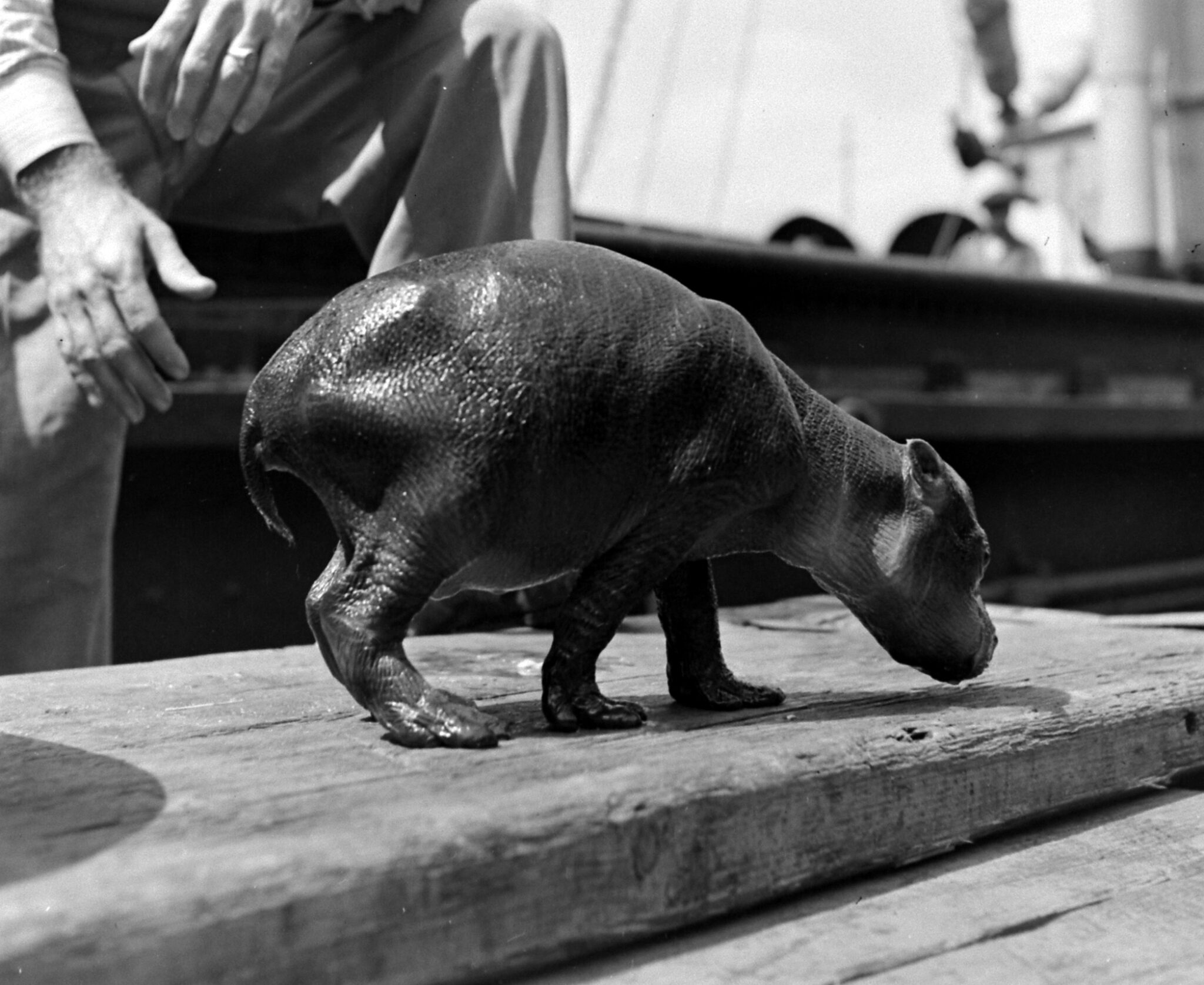 Meet Lady Wonder, the Psychic Horse Who Appeared Twice in LIFE - LIFE