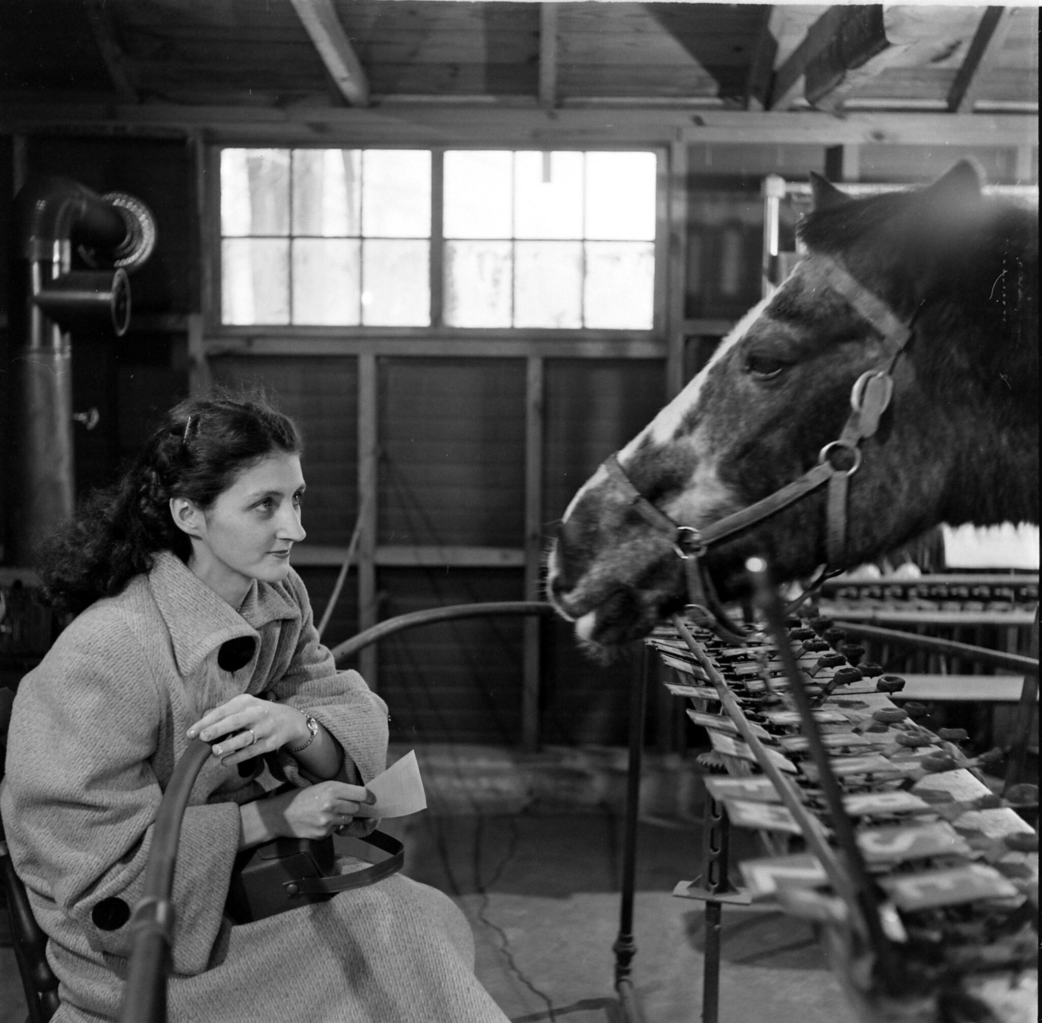 Mike the Headless Chicken: A Rooster Loses His Head ... and Lives