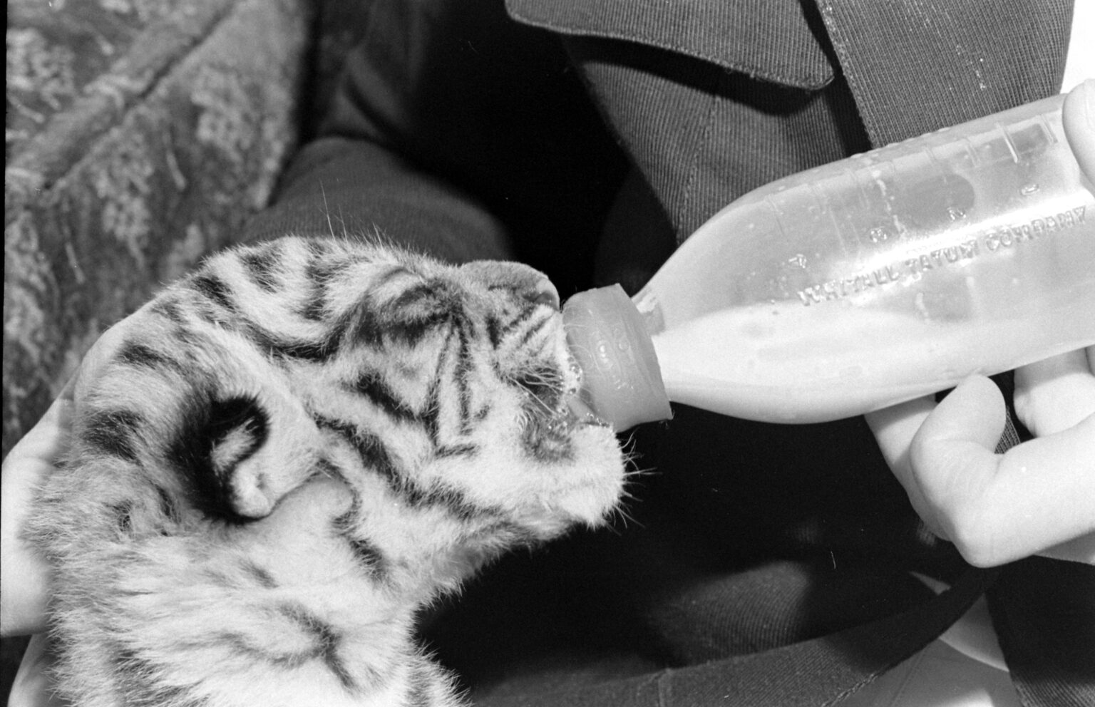 Meet Lady Wonder, the Psychic Horse Who Appeared Twice in LIFE - LIFE